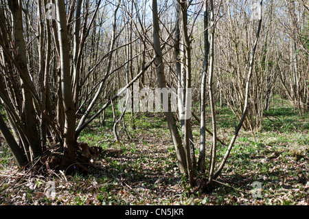 Sweet Chestnut (Castanea sativa) coppice woodland habitat, with Stock ...