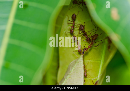 red ant power in the nature Stock Photo - Alamy