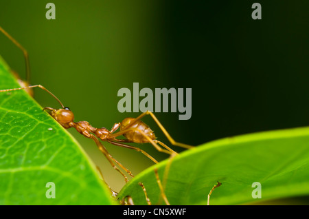 red ant so tired hard work weak Stock Photo - Alamy