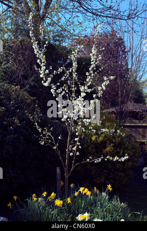 Victoria plum blossom Stock Photo - Alamy