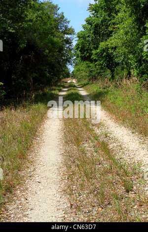 Dirt road cuts through tropical forest in the Amazonia National Park ...