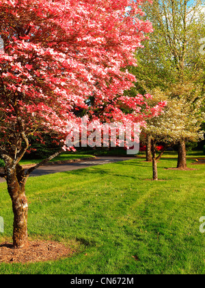 Springtime, & parks Pacific NW Oregon Stock Photo - Alamy