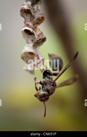 Small Brown Paper Wasp (Ropalidia revolutionalis) adult, building ...