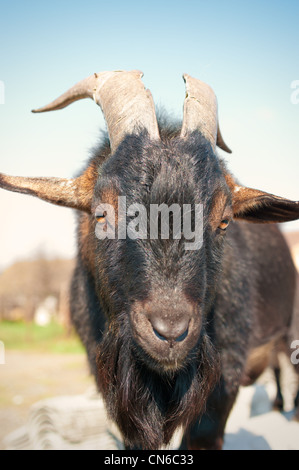 A closeup of a goat on a farm Stock Photo - Alamy