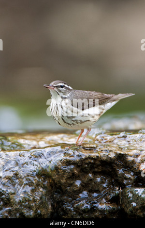 Louisiana Waterthrush perching in stream - vertical bird birds songbird ...