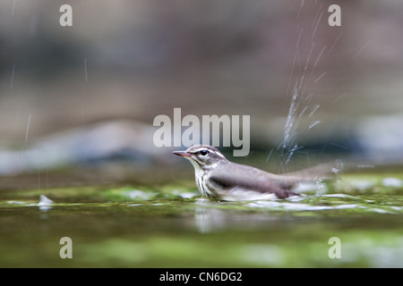 Louisiana Waterthrush perching in stream bird birds songbird songbirds ...