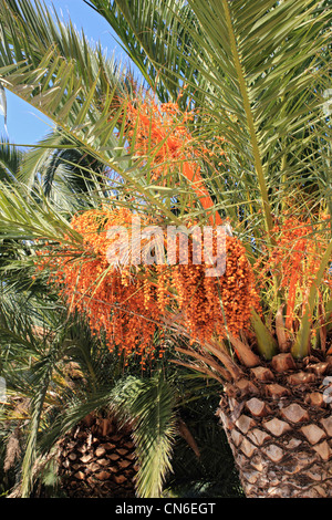 Date Palm - Valencia, Spain Stock Photo - Alamy