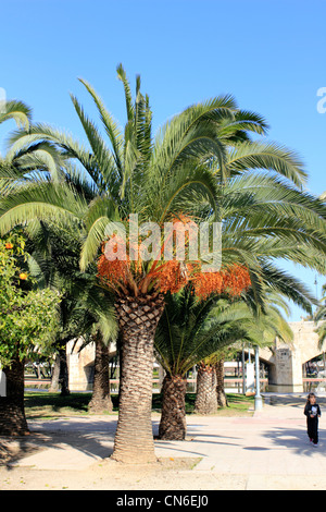spain - date palm Stock Photo - Alamy