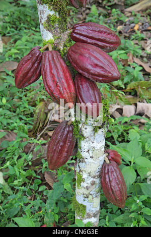 Ripening red pods of Arriba cacao growing on a tree of Theobroma cacao ...
