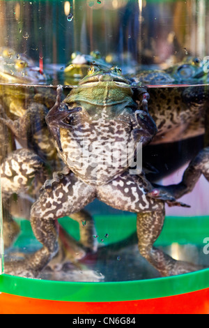 Live frogs for eating in jar on food stall in Keelung (Jilong) Temple ...