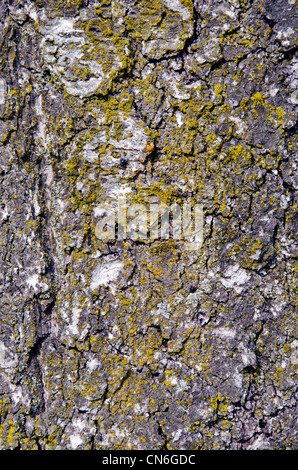 The texture of the bark of an old apple tree. Detailed bark texture ...