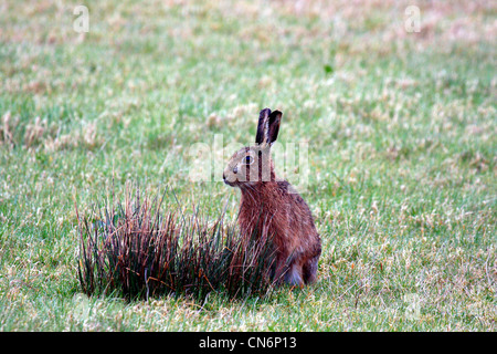 Hare near Bushes, Orkney, UK Stock Photo - Alamy