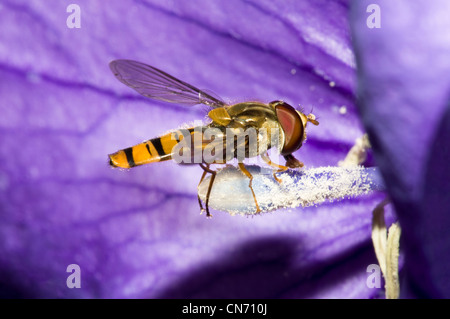 A marmalade hoverfly on a Platycodon flower Stock Photo - Alamy