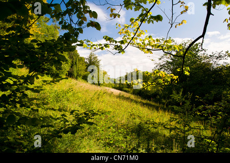 Downe Bank Nature Reserve, Charles Darwin's "Orchis Bank" mentioned in ...