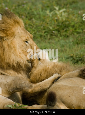 Lion (Panthera leo), male touching a tree, Masai Mara, Kenya Stock ...