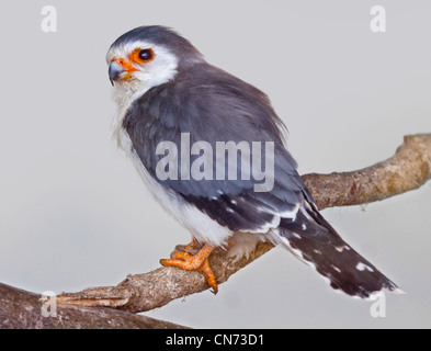 African pygmy falcons (Polihierax semitorquatus) mating Stock Photo - Alamy