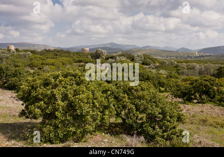 mastic trees on chios, greece Stock Photo - Alamy