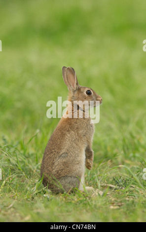 Introduced adult European rabbit (Oryctolagus cuniculus), New Island ...