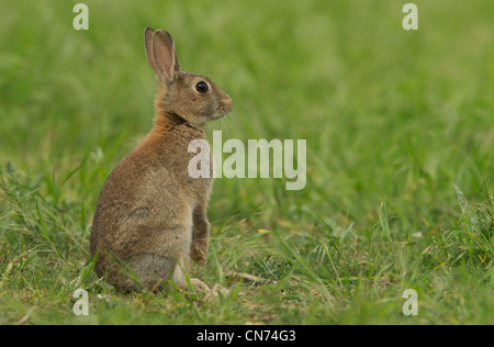 Introduced adult European rabbit (Oryctolagus cuniculus), New Island ...