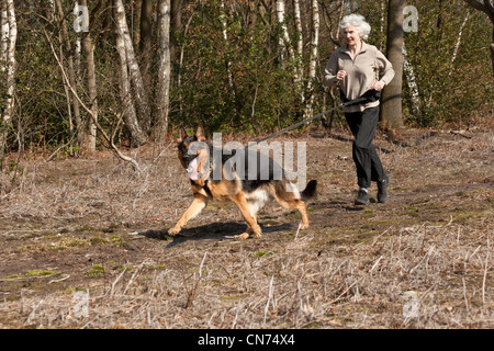 running German Shepherd Dog Stock Photo - Alamy