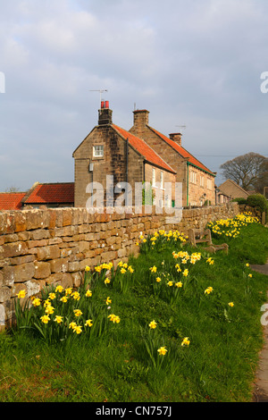Roadside daffodils and cottages in Egton Bridge, North Yorkshire, North ...