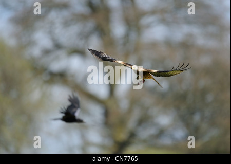 red kite with food in it's talons Stock Photo - Alamy