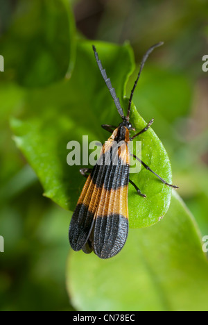Banded Net-wing beetle, Calopteron reticulatum Stock Photo - Alamy