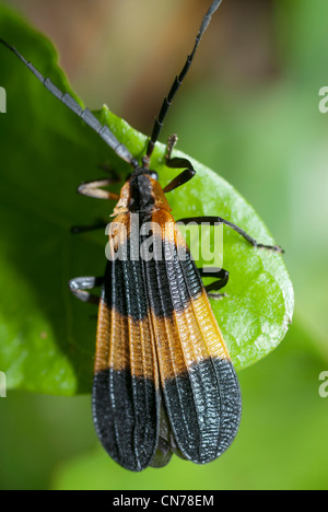 Banded Net-wing beetle, Calopteron reticulatum Stock Photo - Alamy