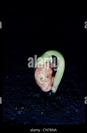 pinto bean germination Stock Photo - Alamy