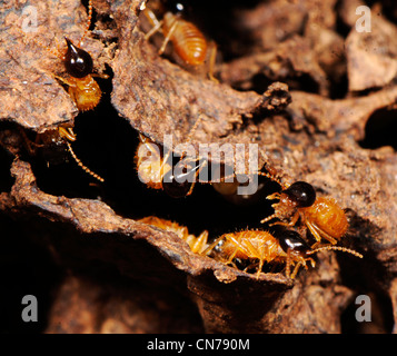 Nasutitermes corniger, a species of arboreal termite Stock Photo - Alamy