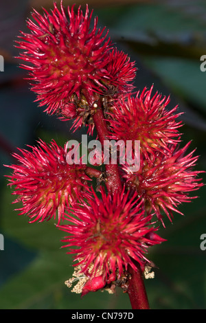 young castor bean seed pods Stock Photo - Alamy