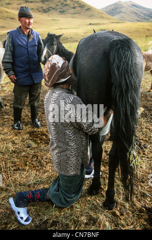 Milking the horse to make traditional nomadic drink of kymyz Stock ...