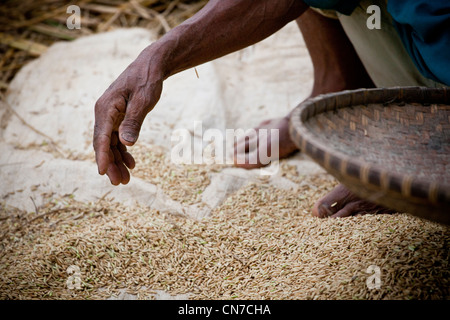Golden Pearl Rice and farmer separating the rice grains from the stalk ...
