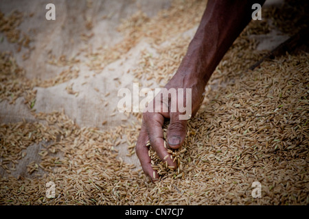 Golden Pearl Rice and farmer separating the rice grains from the stalk ...