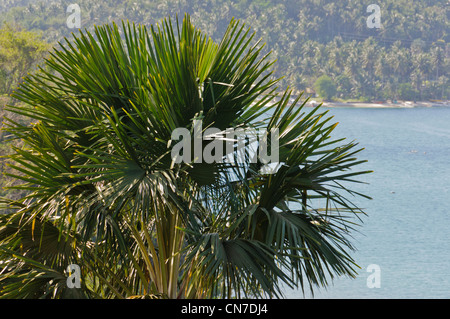 Muelle Bay, Puerto Galera, Oriental Mindoro, Philippines, Southeast ...
