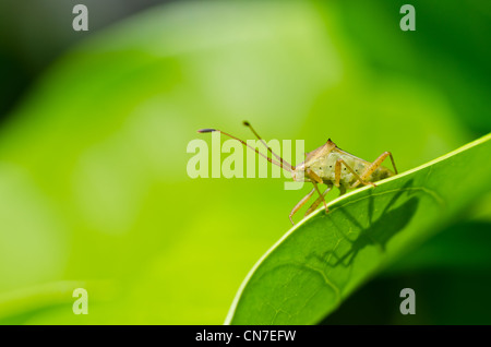 hemiptera in green nature or in the garden Stock Photo - Alamy