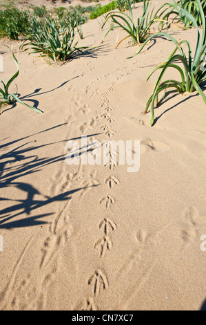 Greece, Lemnos Island, Gomati beach Stock Photo - Alamy