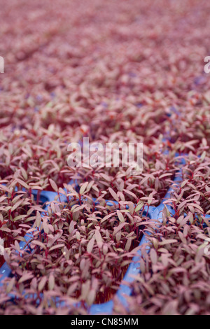 Scarlet cress growing in a greenhouse Stock Photo - Alamy