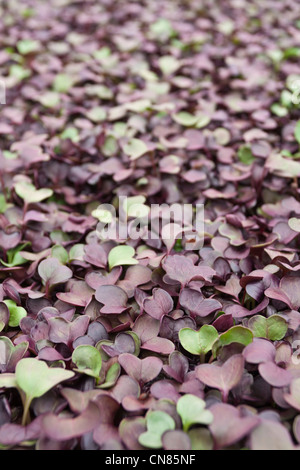Sakura Cress, close-up Stock Photo - Alamy