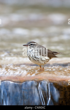 Louisiana Waterthrush perching in stream - vertical bird birds songbird ...