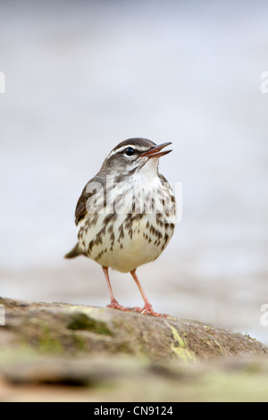Louisiana Waterthrush perching in stream - vertical bird birds songbird ...