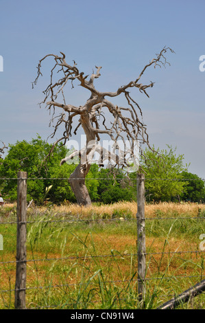 Live oak wilt disease Stock Photo - Alamy