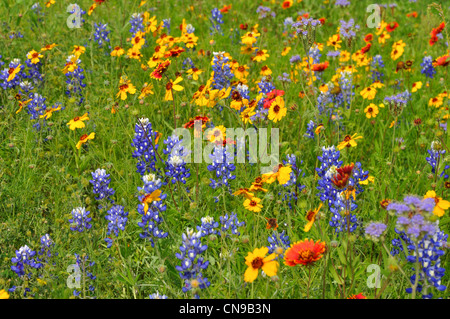 Close up of a mixture of Texas Bluebonnets, purple Prairie Verbena and ...