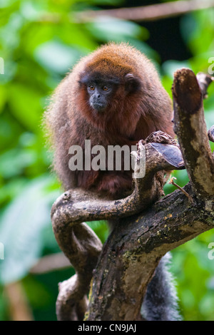 Red Titi Titi Monkey Titi Stock Photo - Alamy
