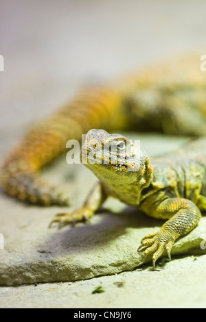 Sahara Dabb Lizard - Uromastyx geyri Stock Photo - Alamy