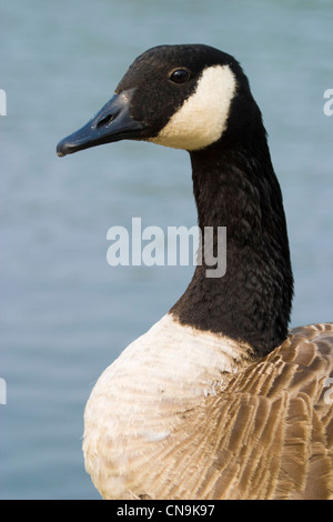 Canada geese (Branta canadensis) in flight. This goose was introduced ...