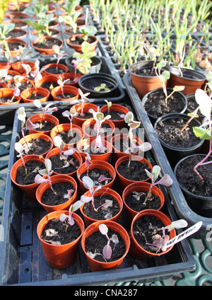 Collection of seedling pot plants Stock Photo - Alamy