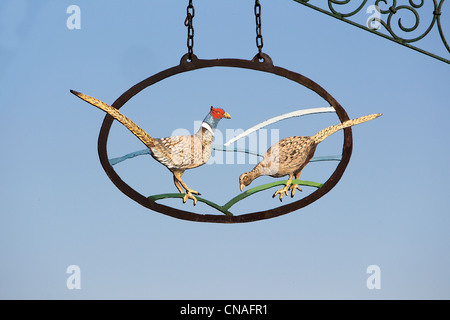 France, Bas Rhin, Common Pheasant (Phasianus colchicus), male in flight ...