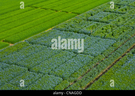 France, Eure, Vesly, experimental cultivation of flax (aerial view ...