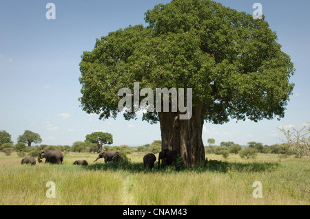 African elephants (Loxodonta africana africana) at a baobab tree ...